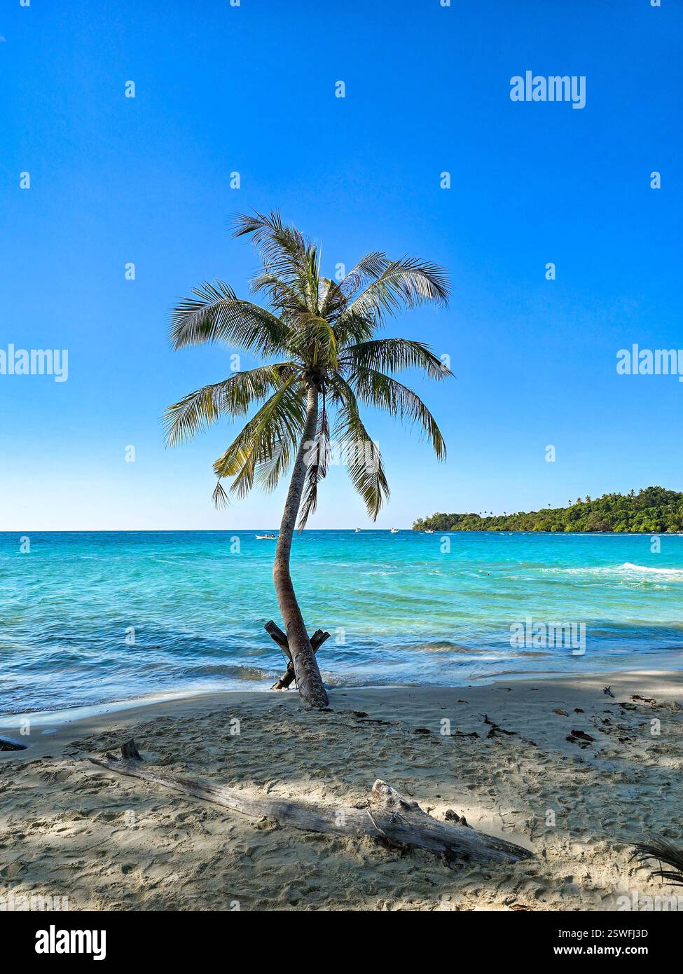 Tall lone palm hi-res stock photography and images - Alamy