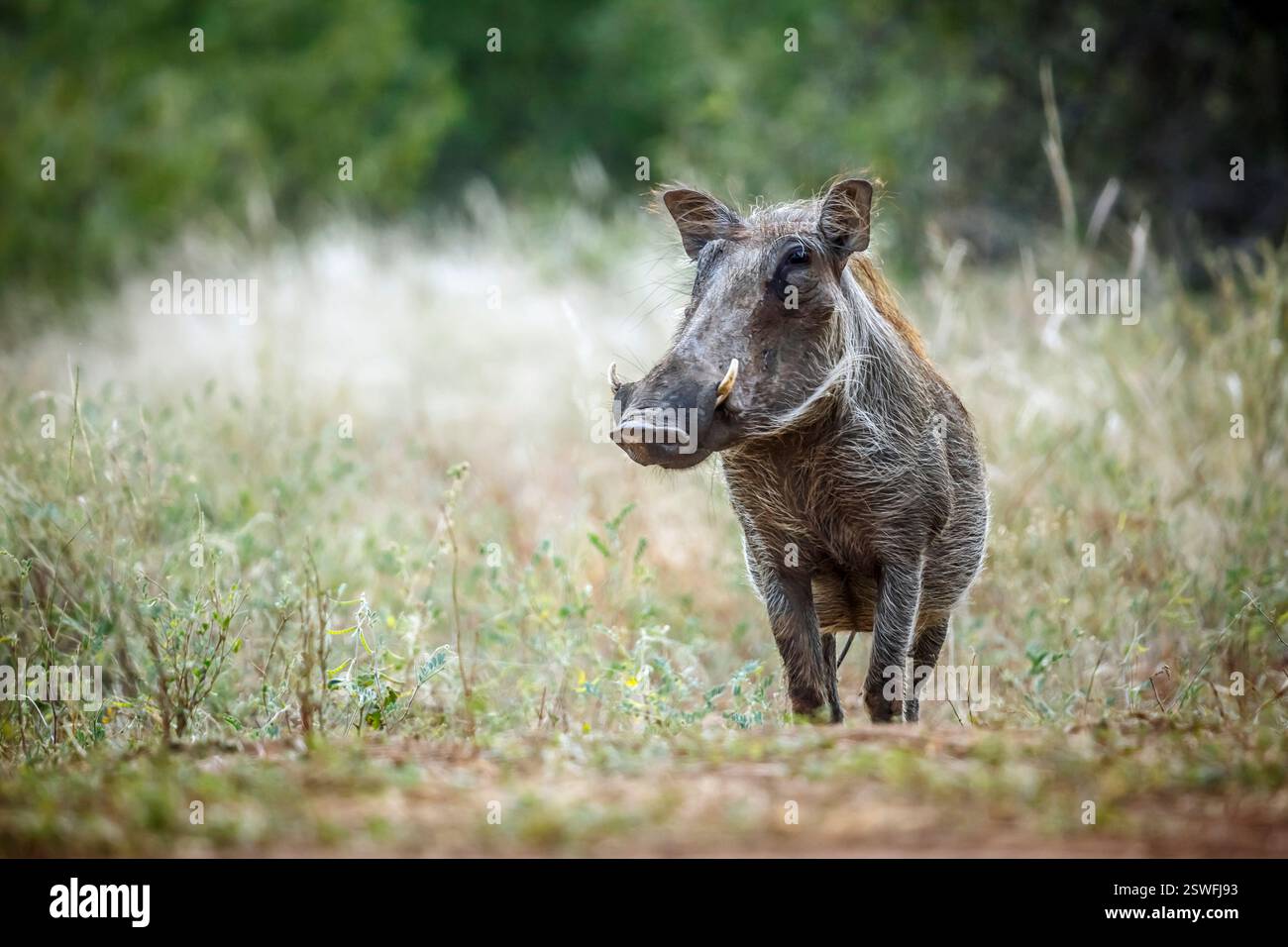 Common warthog standing front view in the grass in greater Kruger ...