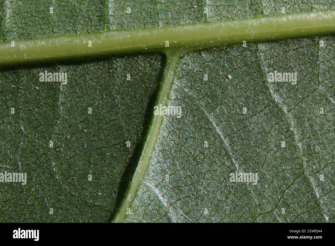 American chestnut (Castanea dentata), Plantae, Northwest Washington ...