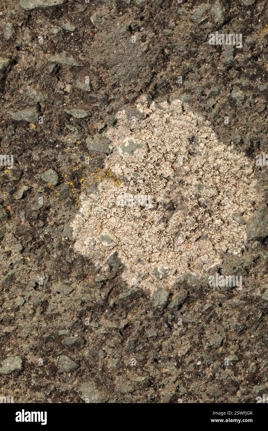 Chiseled Sunken Disk Lichen (Circinaria contorta), Fungi, Hunter's ...