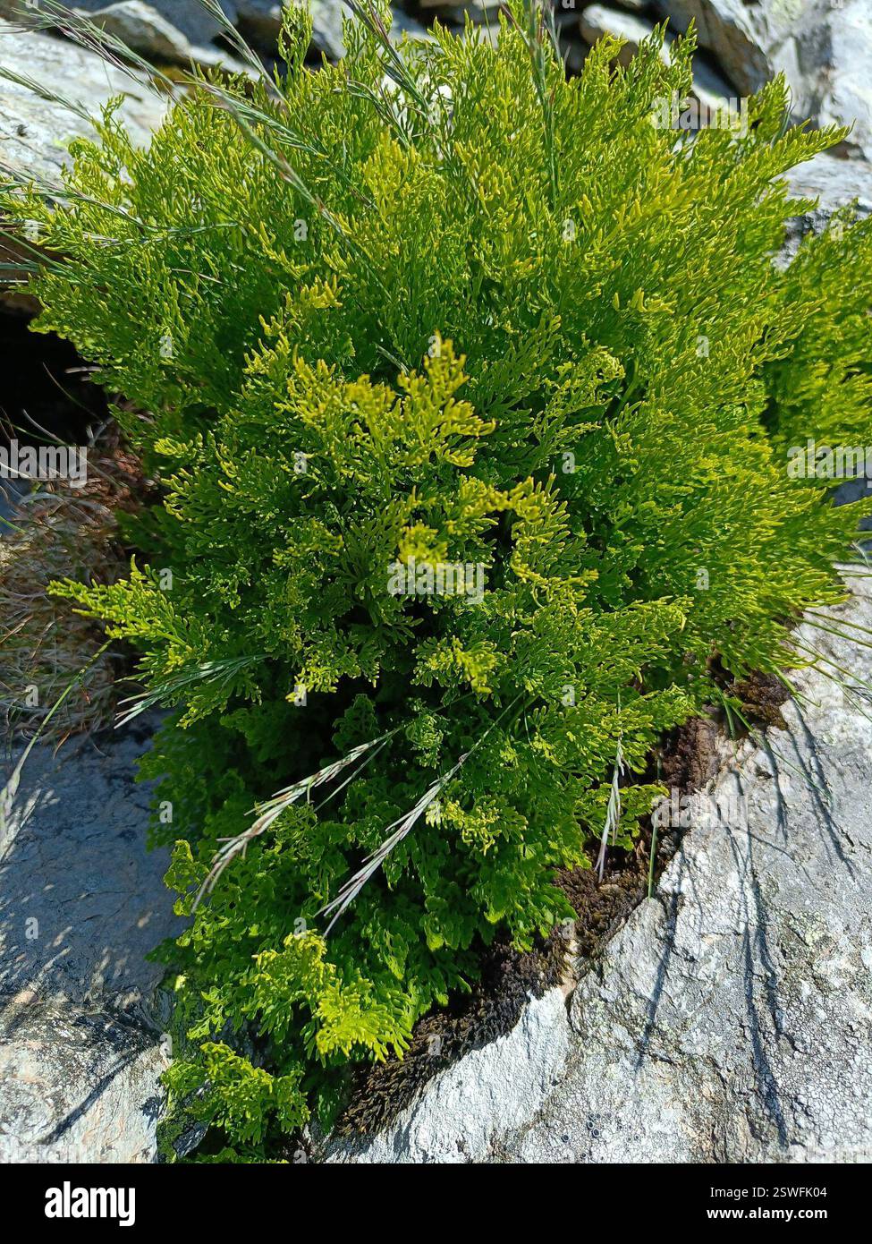 parsley fern (Cryptogramma crispa), Plantae, Bethesda Stock Photo - Alamy