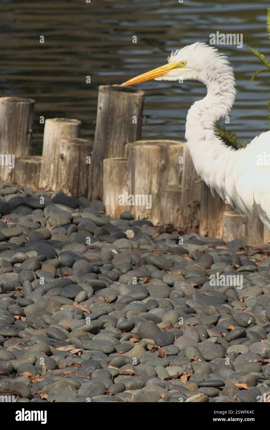 Single heron-egret neck and head shot, pure white wildlife, captured in ...