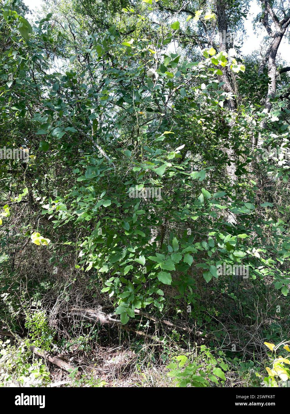 netleaf hackberry (Celtis reticulata), Plantae, Meador Grove Rd, Moody ...
