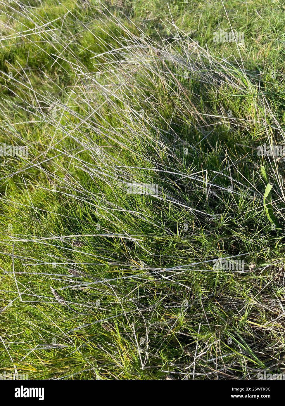 seashore dropseed (Sporobolus virginicus), Plantae, Churchill Island ...