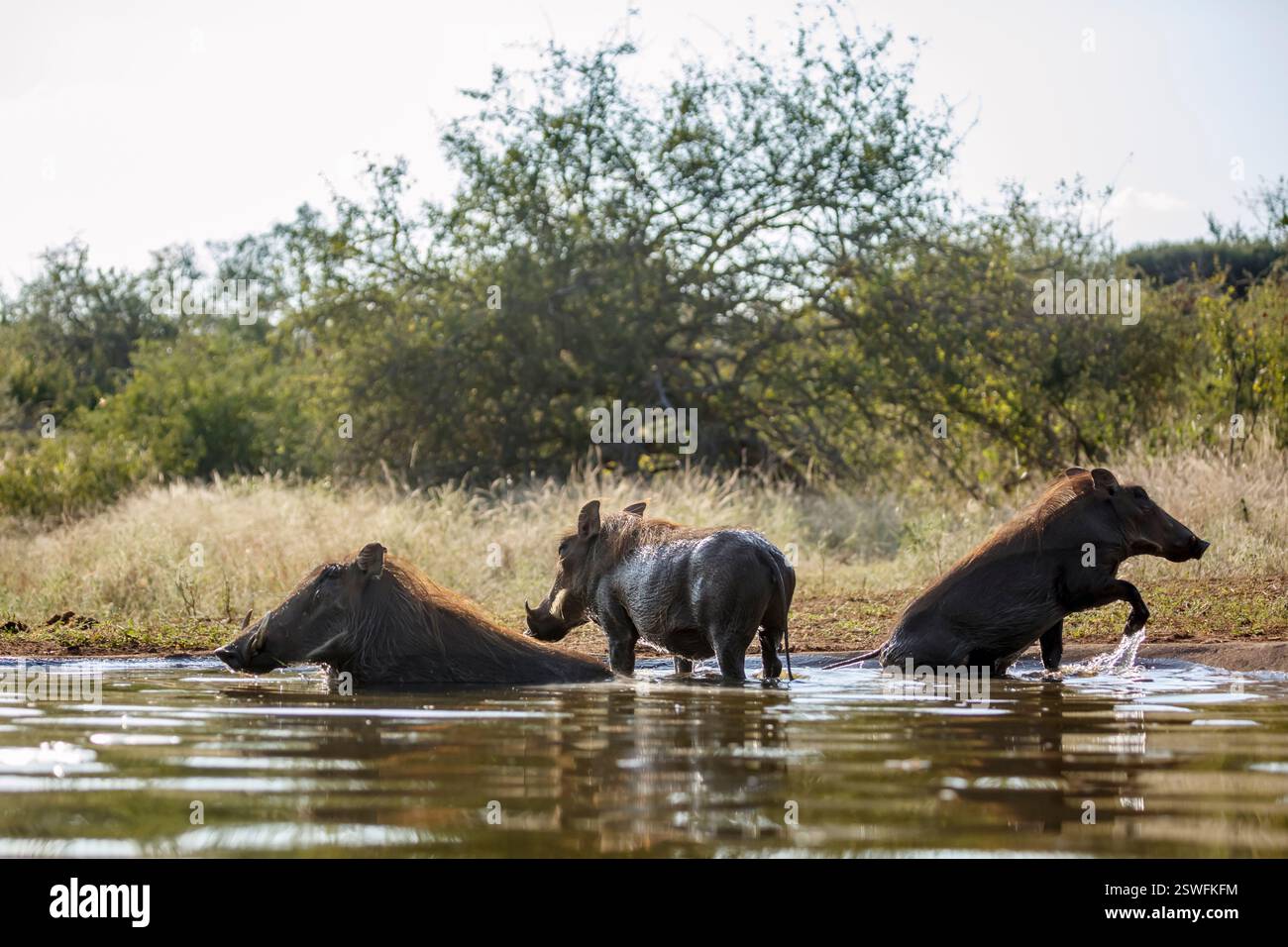 Three Common warthog bathing in waterhole in greater Kruger National ...