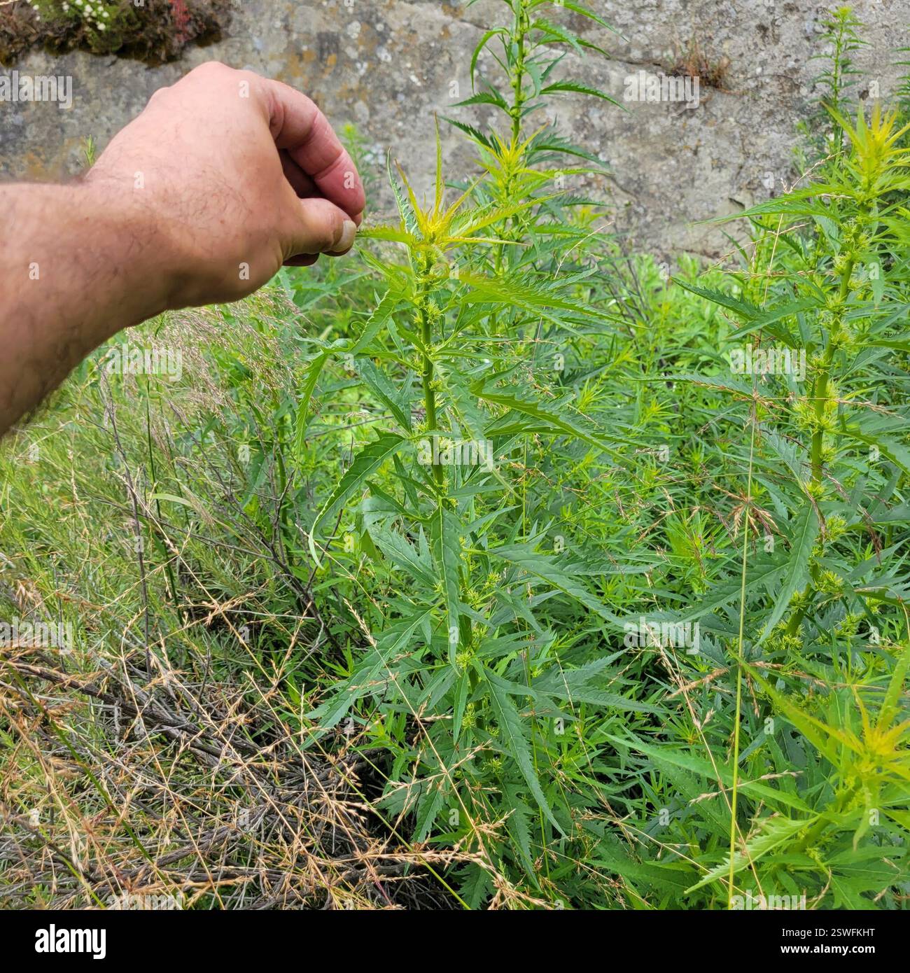 durango root (Datisca glomerata), Plantae, Topanga, CA, USA Stock Photo - Alamy