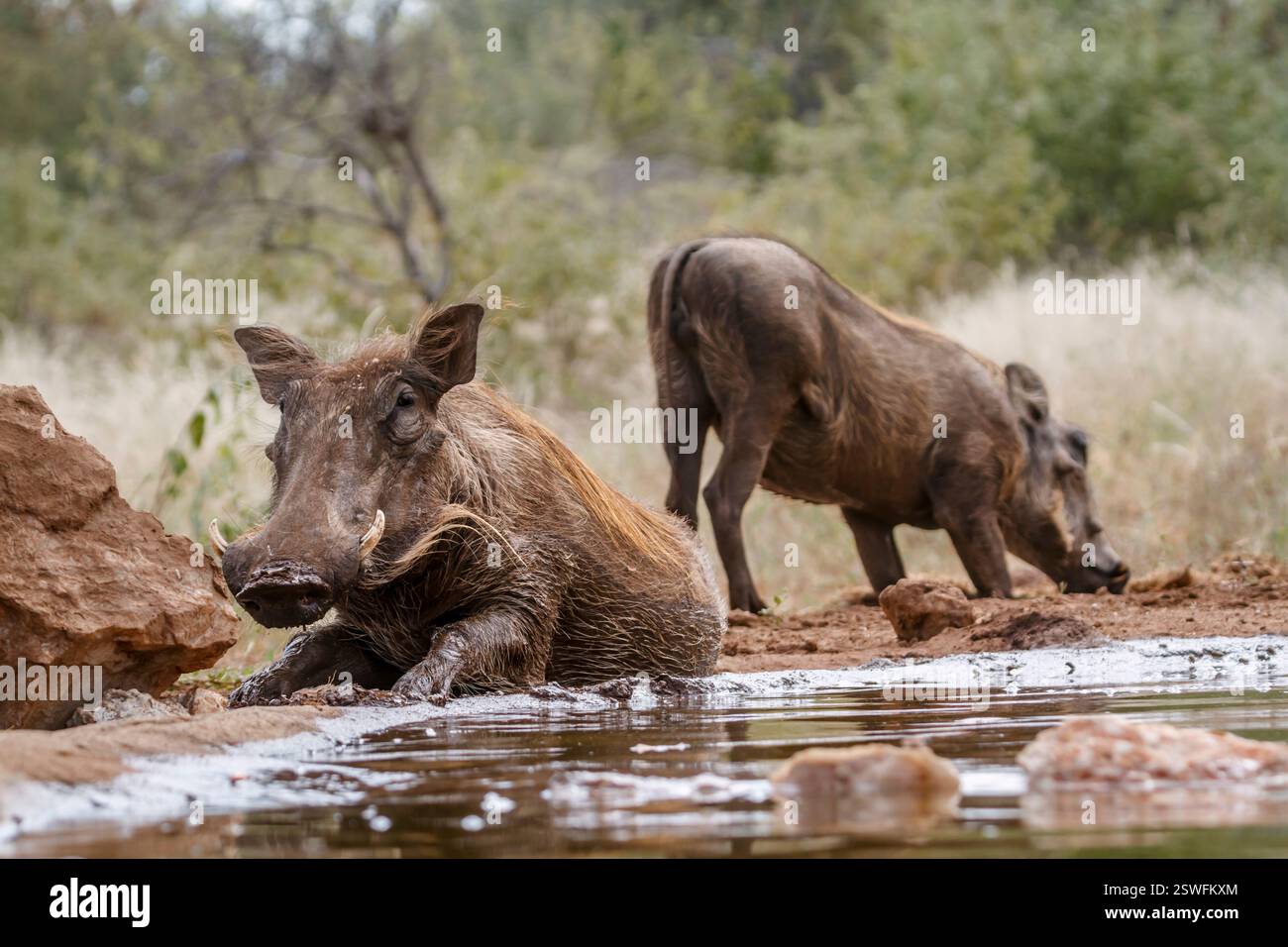 Common warthog mud bathing along waterhole in greater Kruger National ...