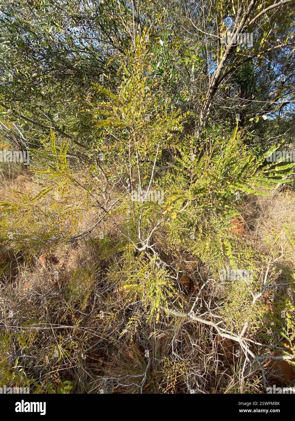 Weeping wattle (Peltophorum africanum), Plantae, Lephalale Rural ...