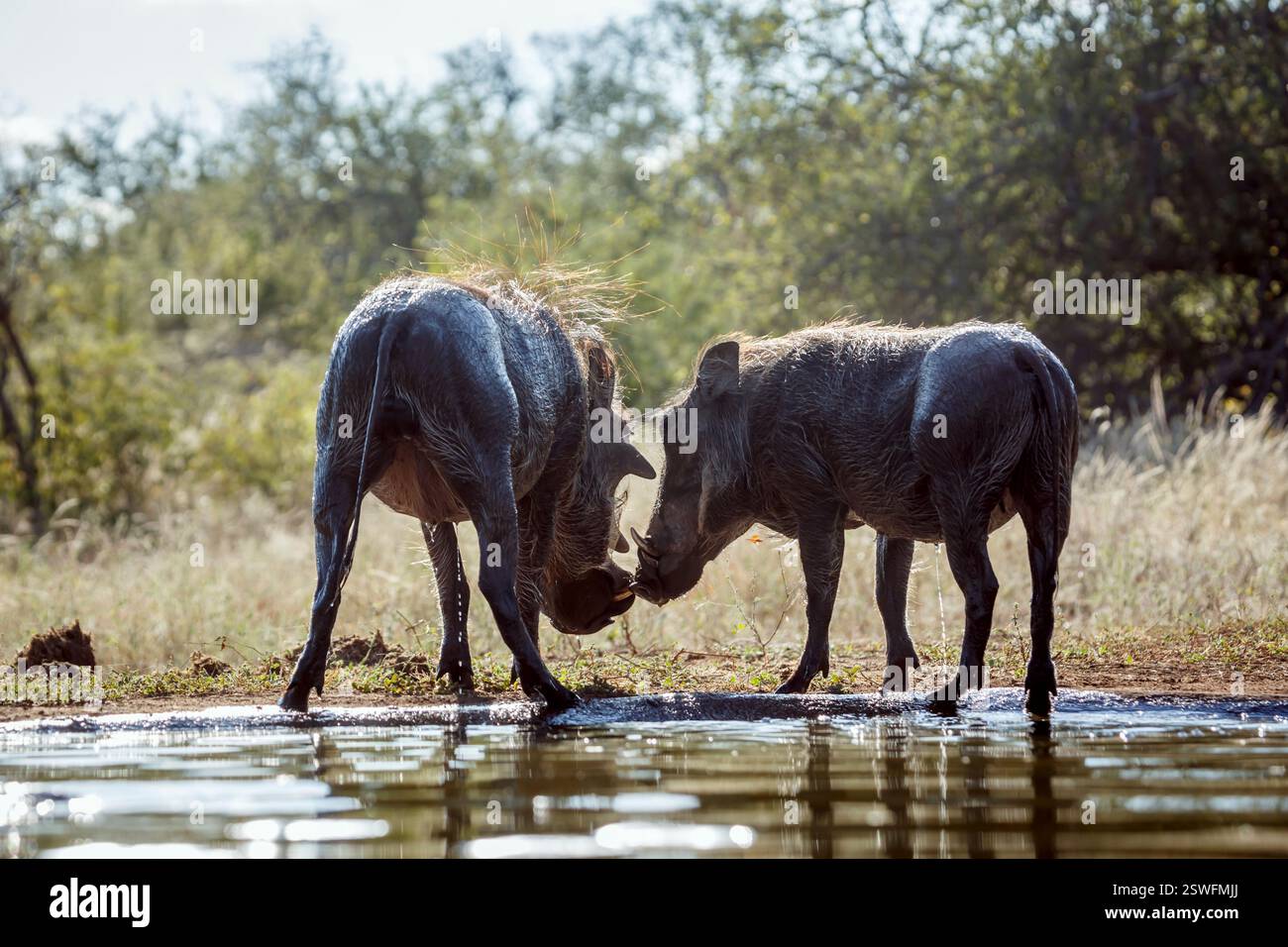 Common warthog bonding rear view along waterhole in greater Kruger ...