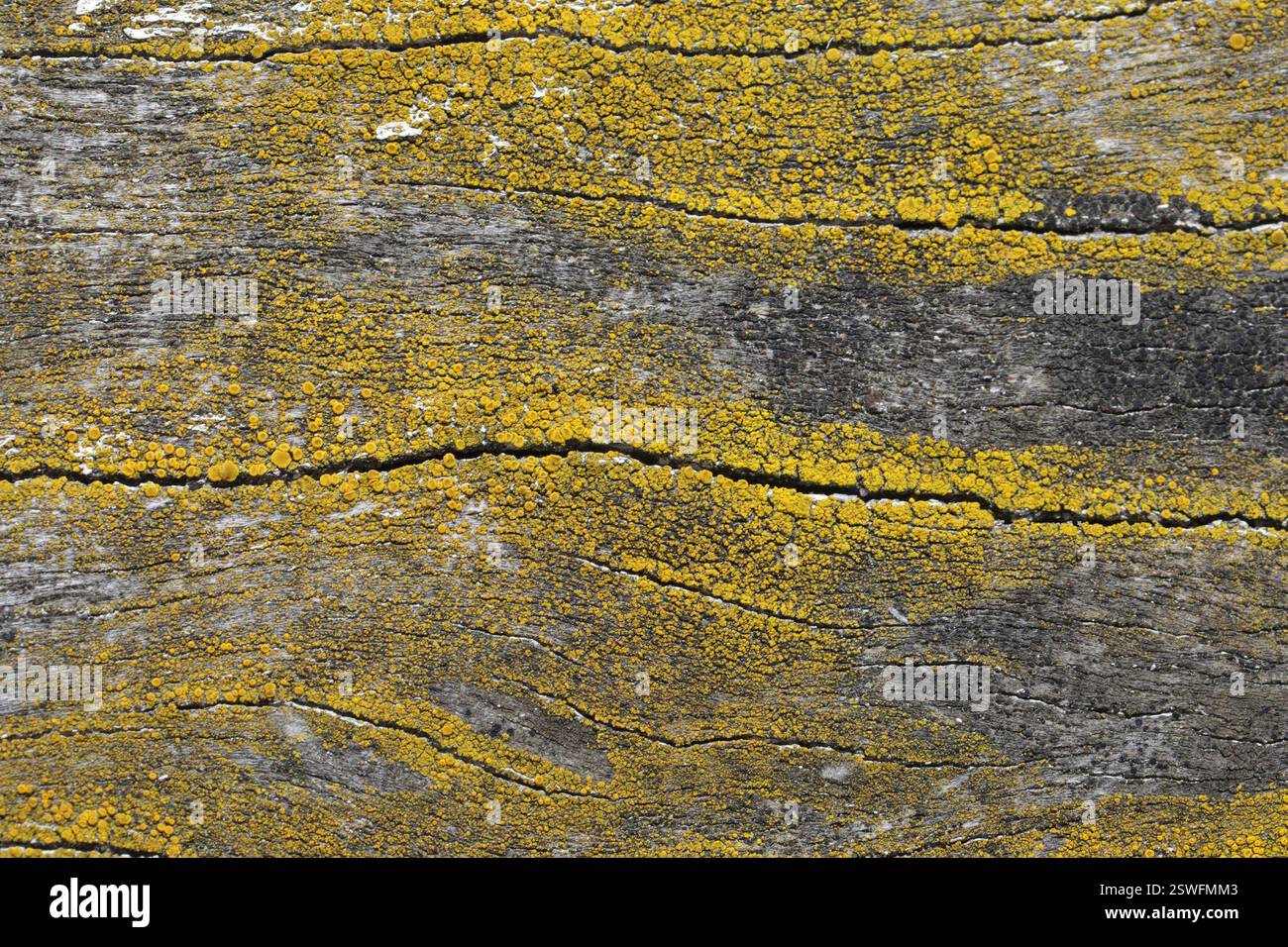 Common Goldspeck (Candelariella vitellina), Fungi, Spike Island, Lower ...