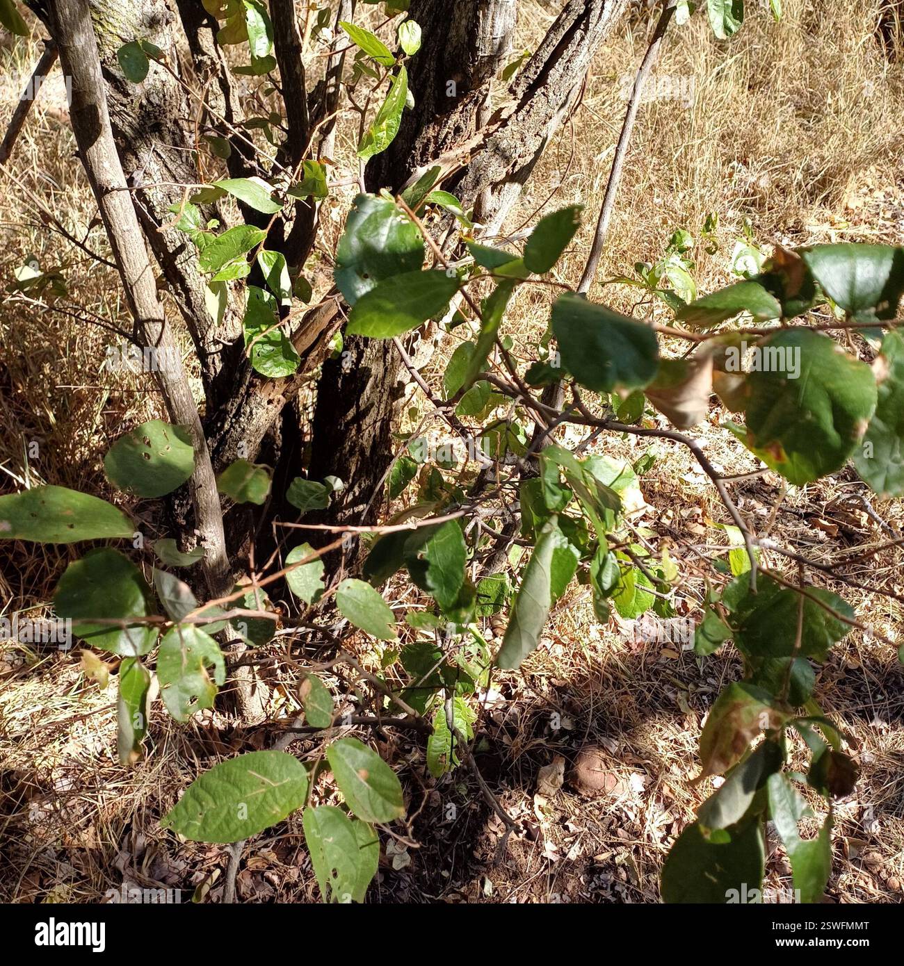 Giant Raisin (Grewia hexamita), Plantae, Thaba Chweu Local Municipality ...