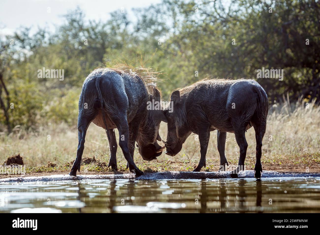 Common warthog bonding rear view along waterhole in greater Kruger ...