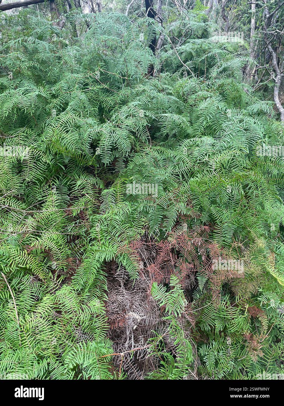 scrambling coral-fern (Gleichenia microphylla), Plantae, Wilsons ...