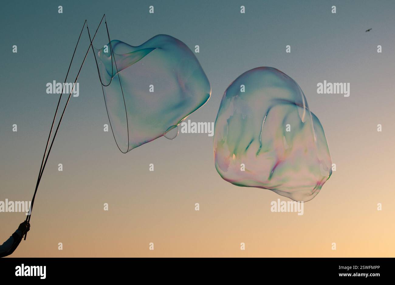 Giant soap bubble. Flying soap bubbles on sky blue background at sunset ...