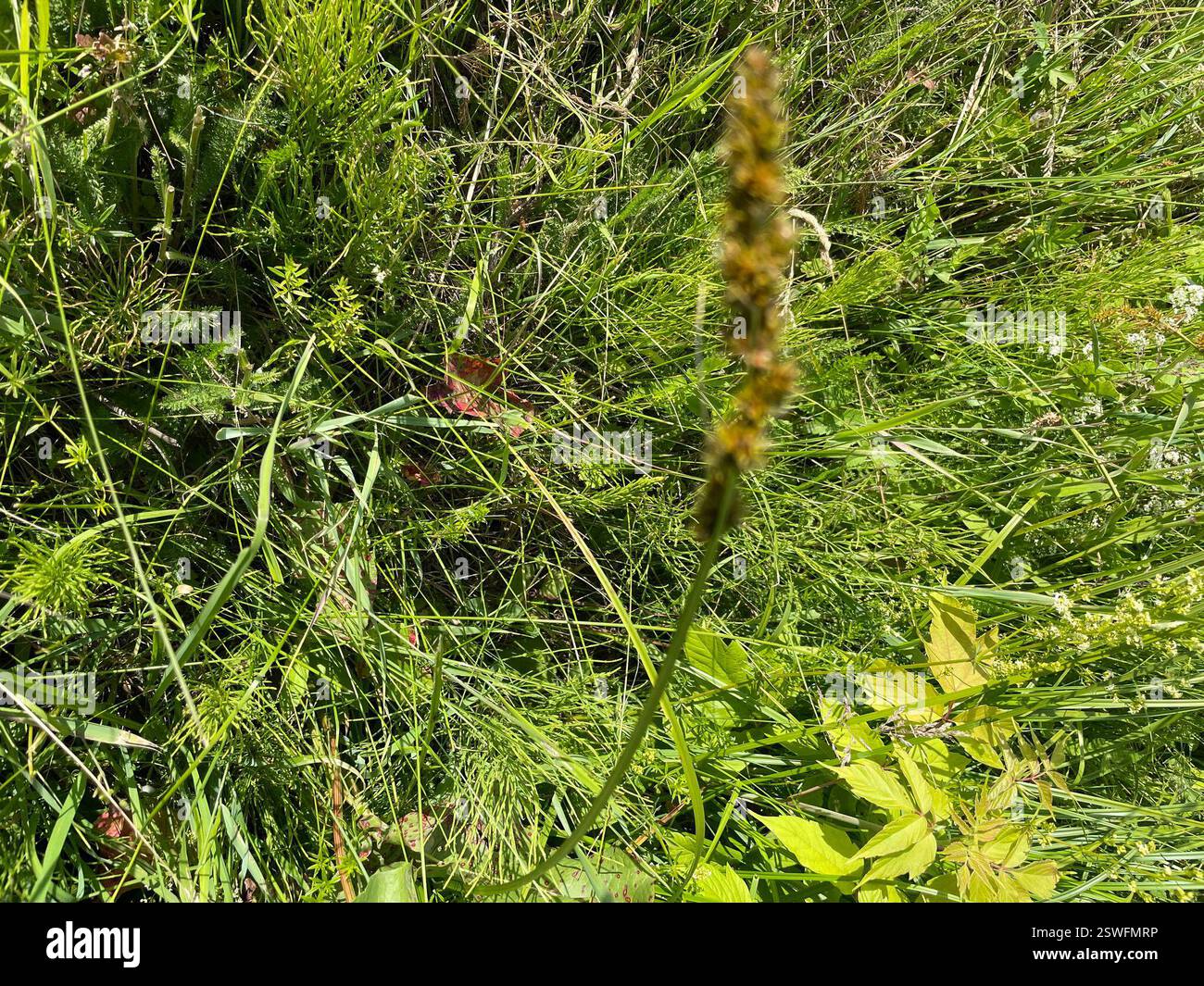 True Fox-sedge (Carex vulpina), Plantae, Сеченовский р-н, Нижегородская ...