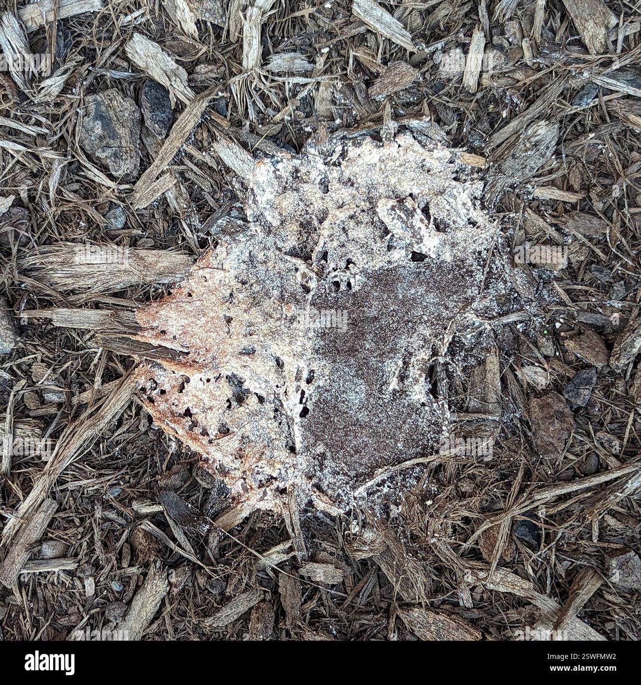 (Physaraceae), Protozoa, Emerson Hall, Ithaca, NY 14850, USA Stock ...