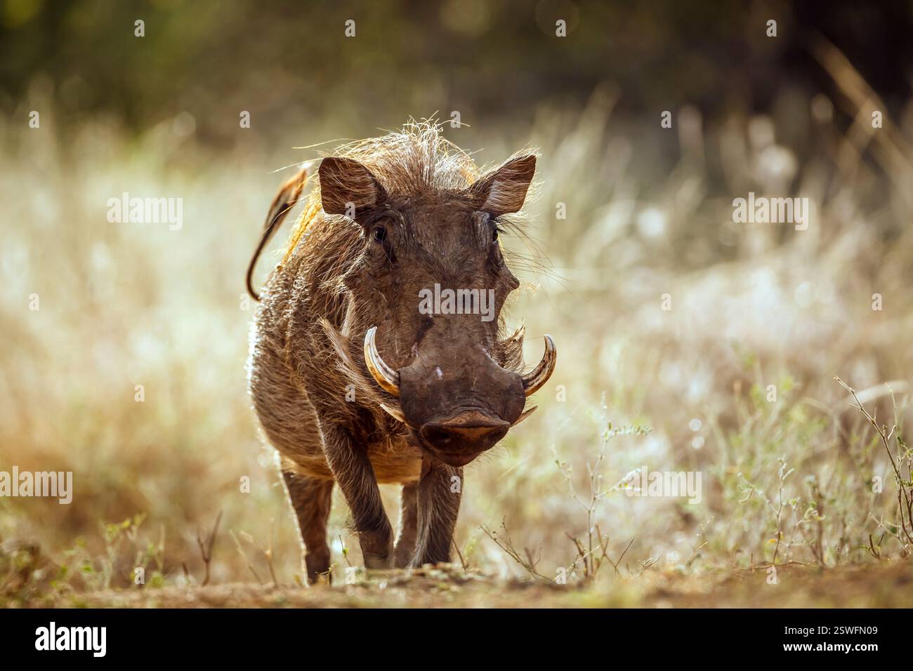 Common warthog walking front view in dry savannah in greater Kruger ...