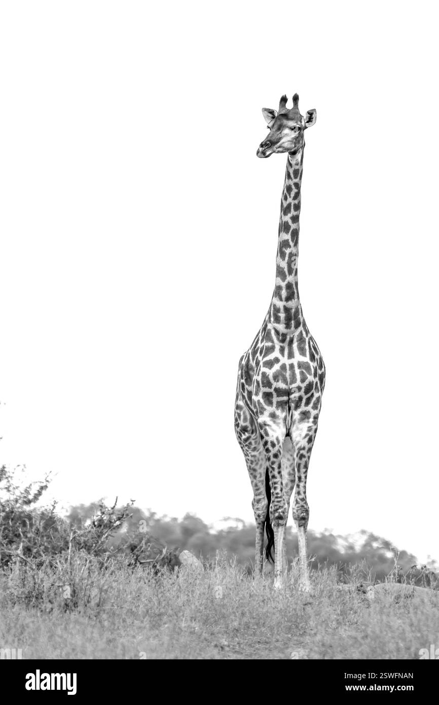 Giraffe front view isolated in white background in Kruger National park ...