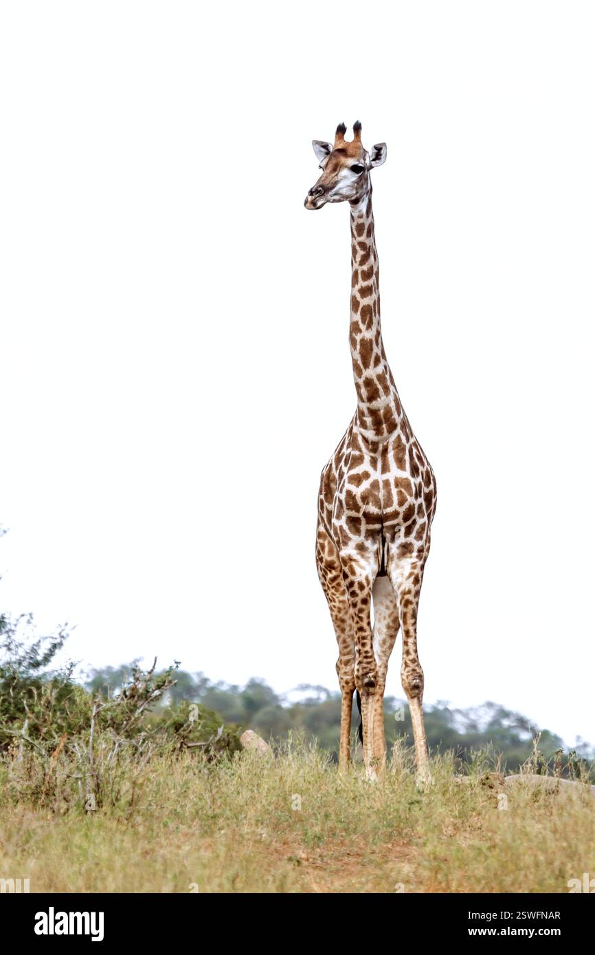 Giraffe front view isolated in white background in Kruger National park ...