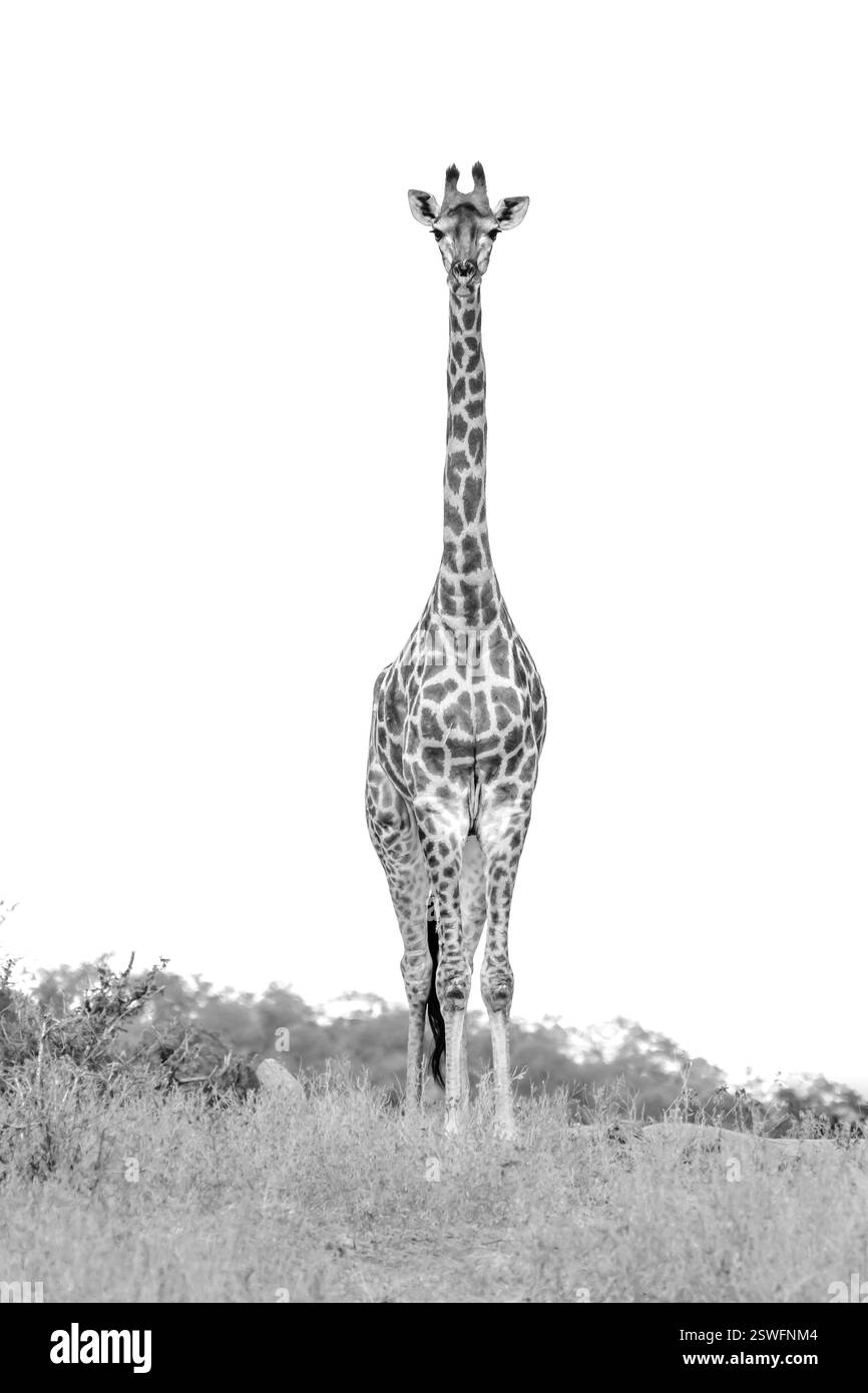 Giraffe front view isolated in white background in Kruger National park ...