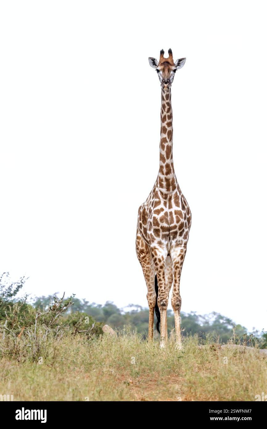 Giraffe front view isolated in white background in Kruger National park ...