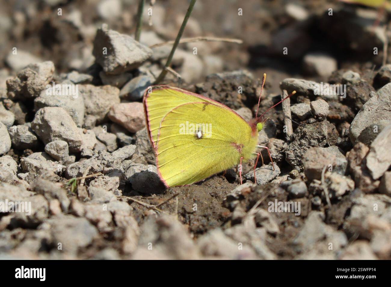 Western Sulphur (Colias occidentalis), Insecta, Okanagan-Similkameen ...
