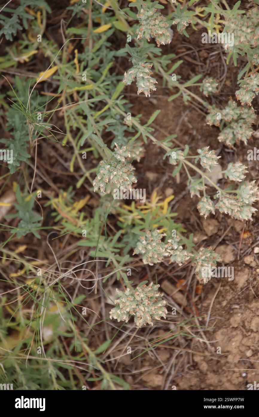 Felty Germander (Teucrium capitatum), Plantae, Vis, Splitsko ...