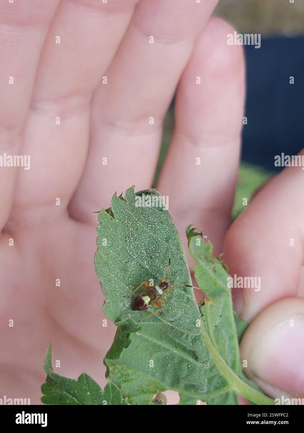 (Closterotomus biclavatus), Insecta, 73314, Lietuva Stock Photo - Alamy