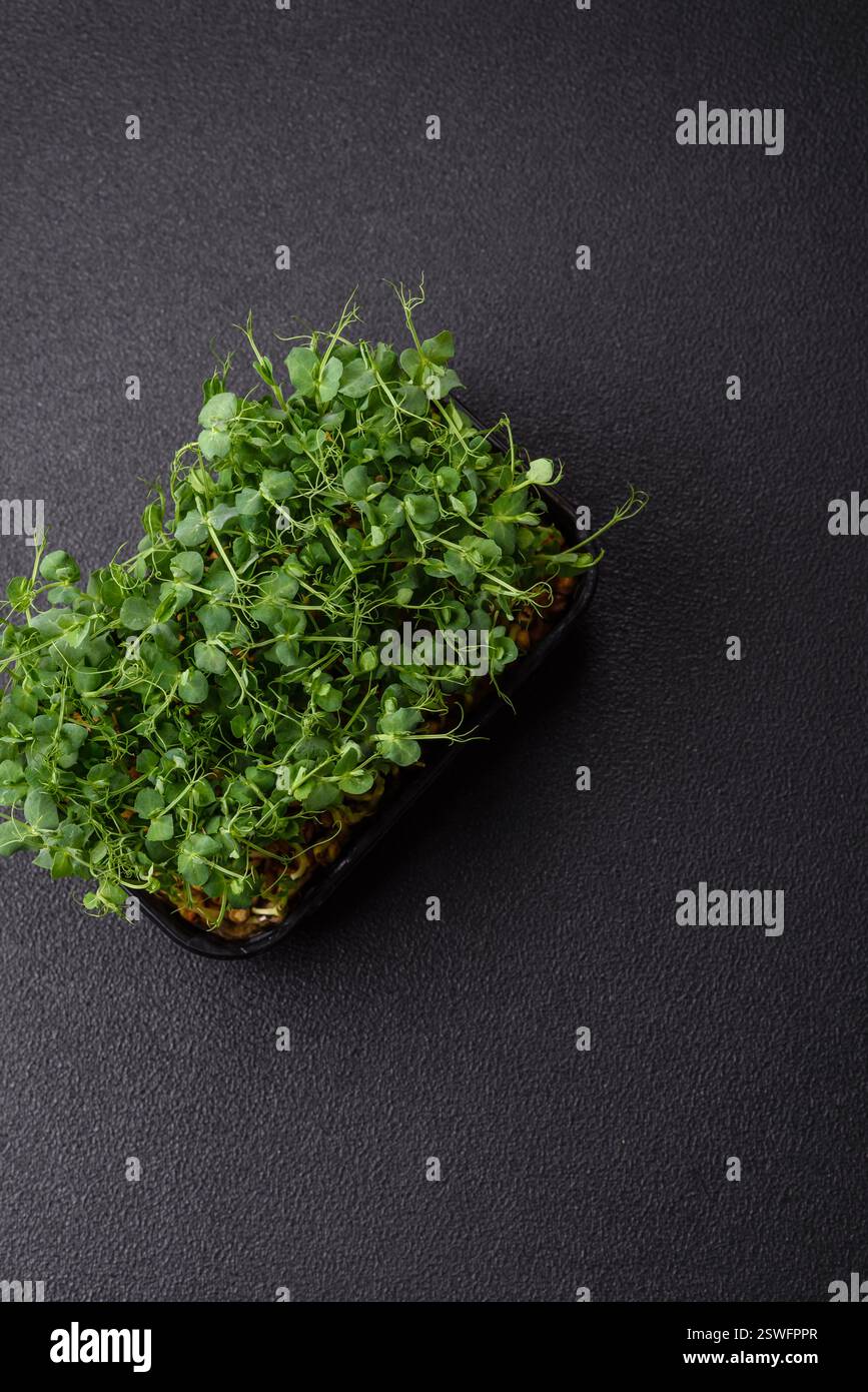 Fresh green sprouts pea microgreens hi-res stock photography and images ...