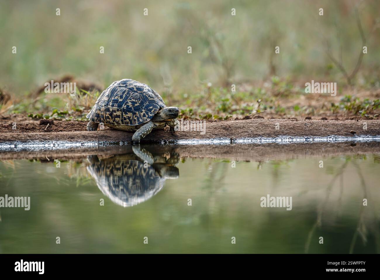Leopard tortoise drinking front view at waterhole in greater Kruger ...