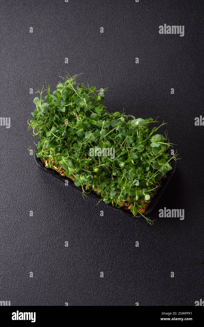 Fresh green sprouts pea microgreens hi-res stock photography and images ...