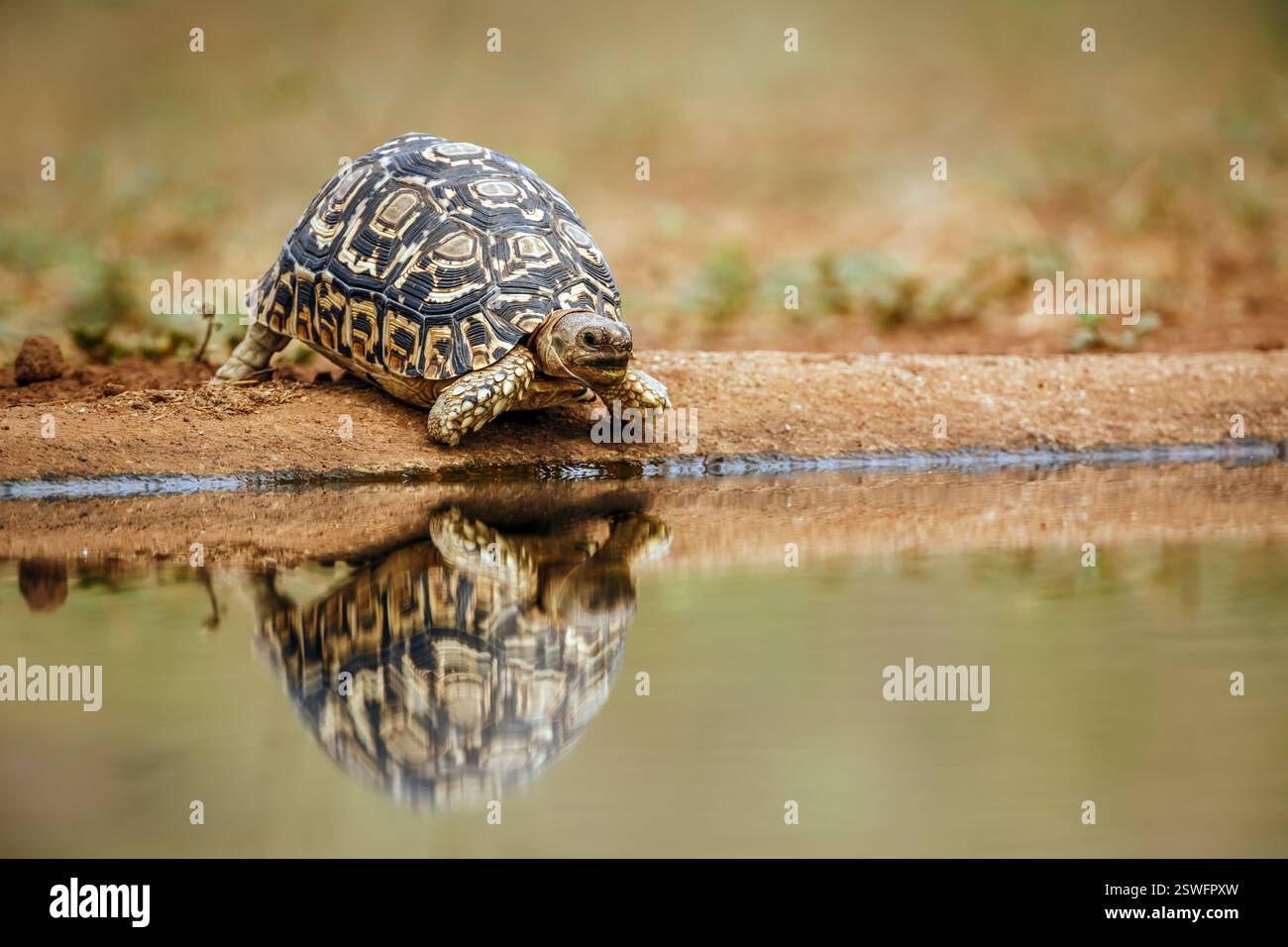 Leopard tortoise drinking front view in waterhole with reflection in ...