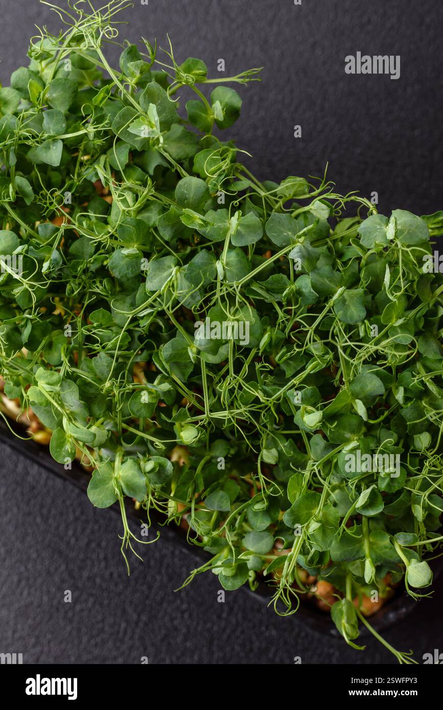 Fresh green sprouts pea microgreens hi-res stock photography and images ...