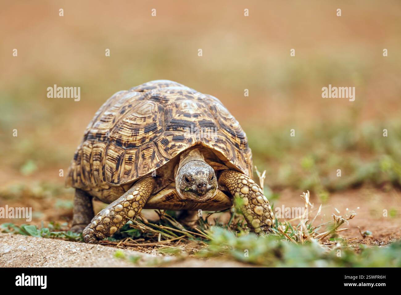 Leopard tortoise walking front view in greater Kruger national park ...