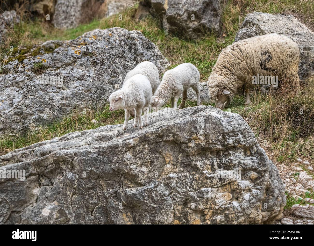 La mmern hi-res stock photography and images - Alamy