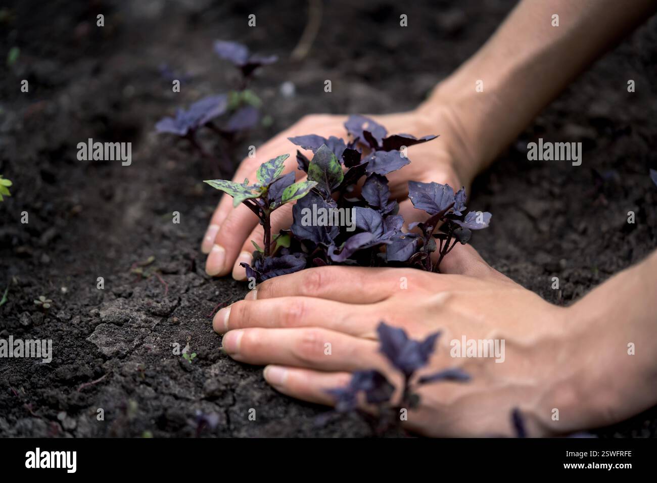 The gardener plants the basil with hands Stock Photo - Alamy