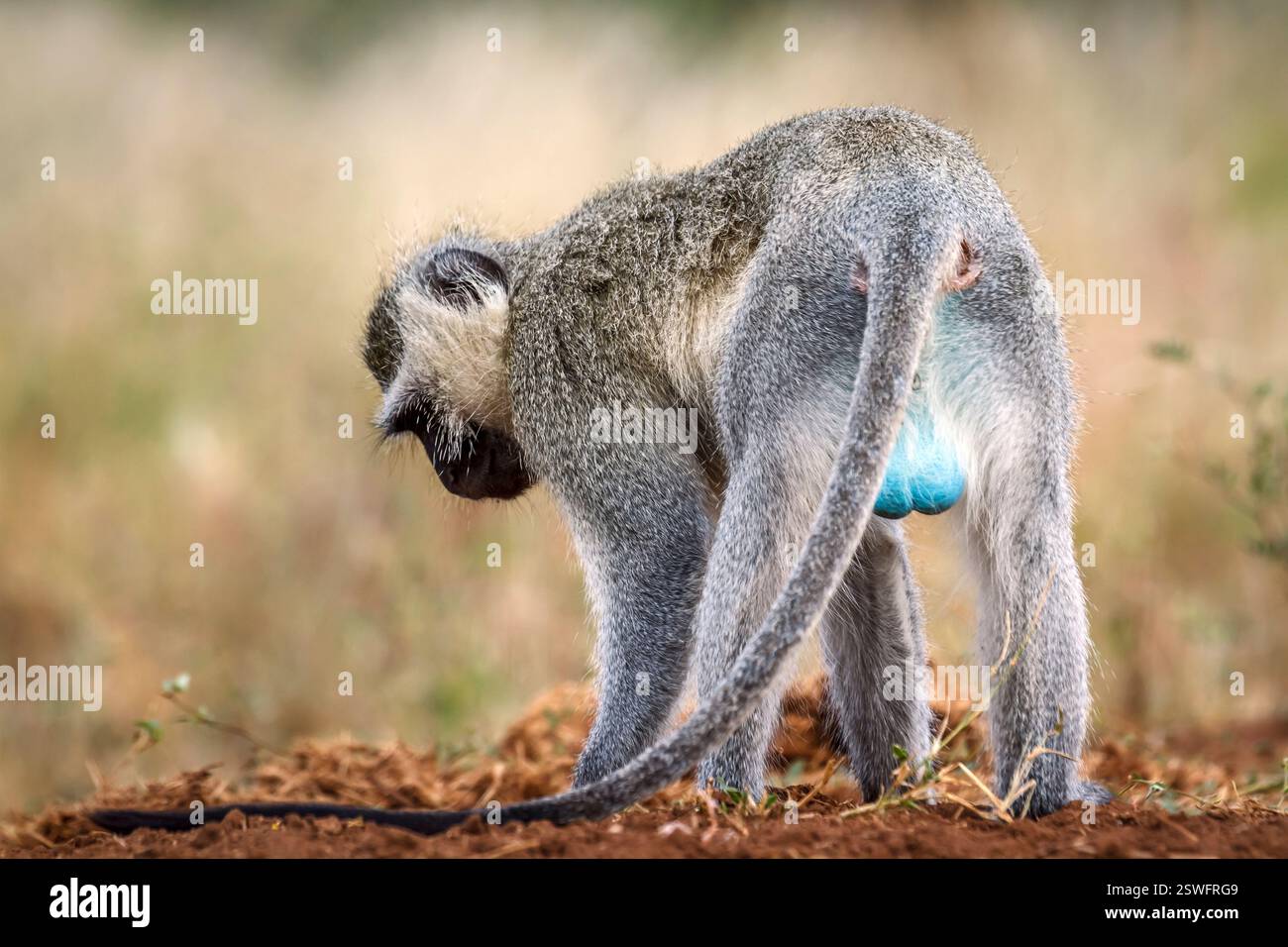 Vervet monkey rear view showing blue testicle in greater Kruger ...