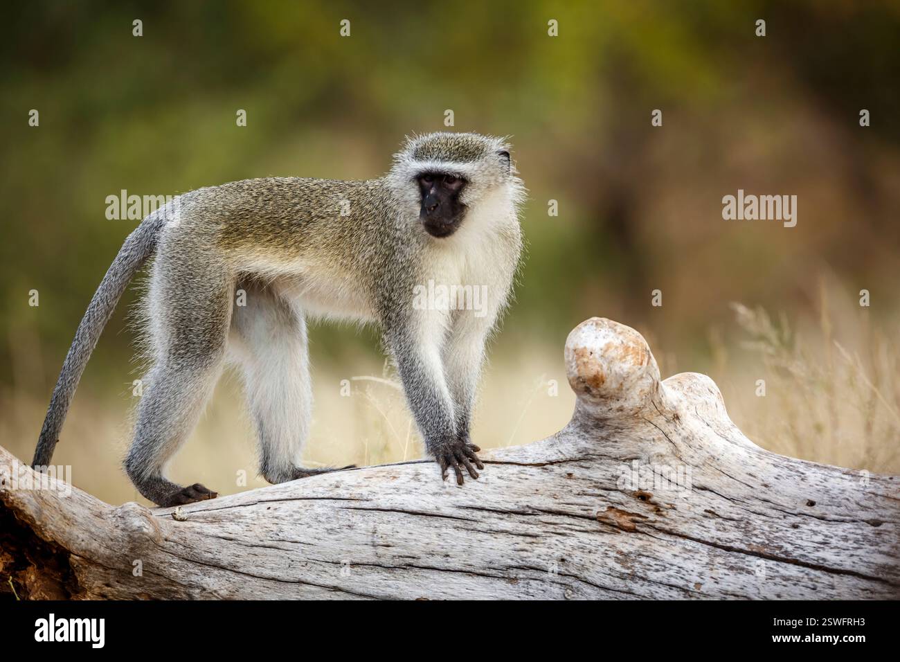 Vervet monkey standing on a log in greater Kruger National park, South ...