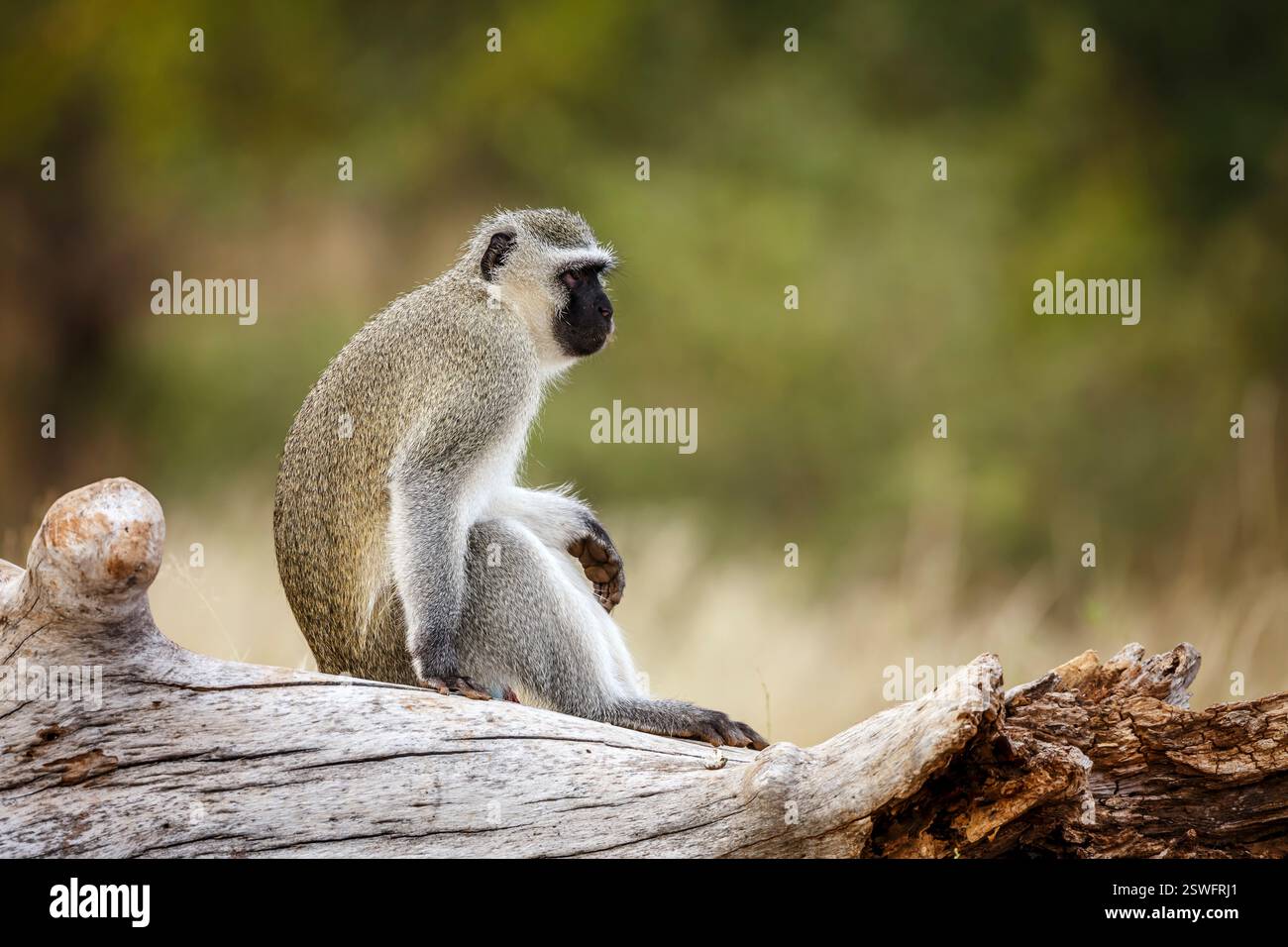 Vervet monkey seated on a log in greater Kruger National park, South ...