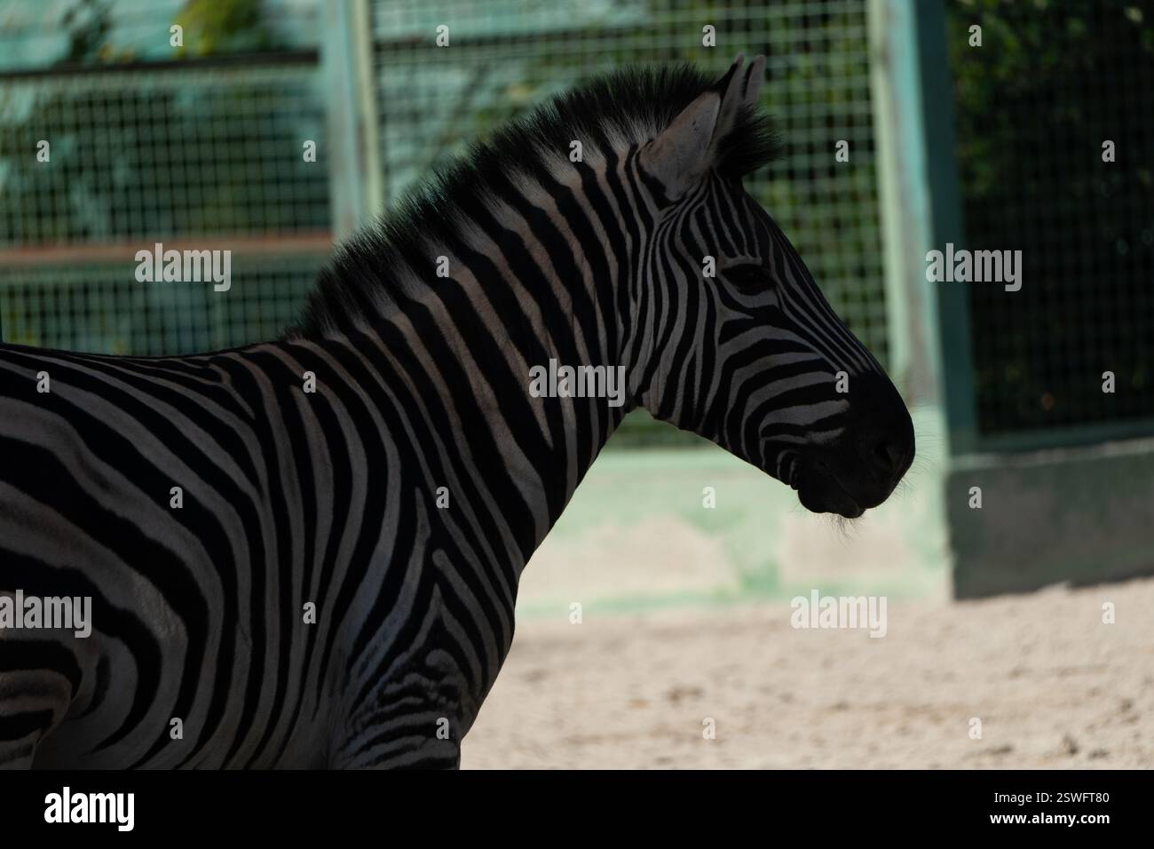 Zebra, Zoo, Rare: Black Zebra, captive zoo enclosure, daytime, genetic ...