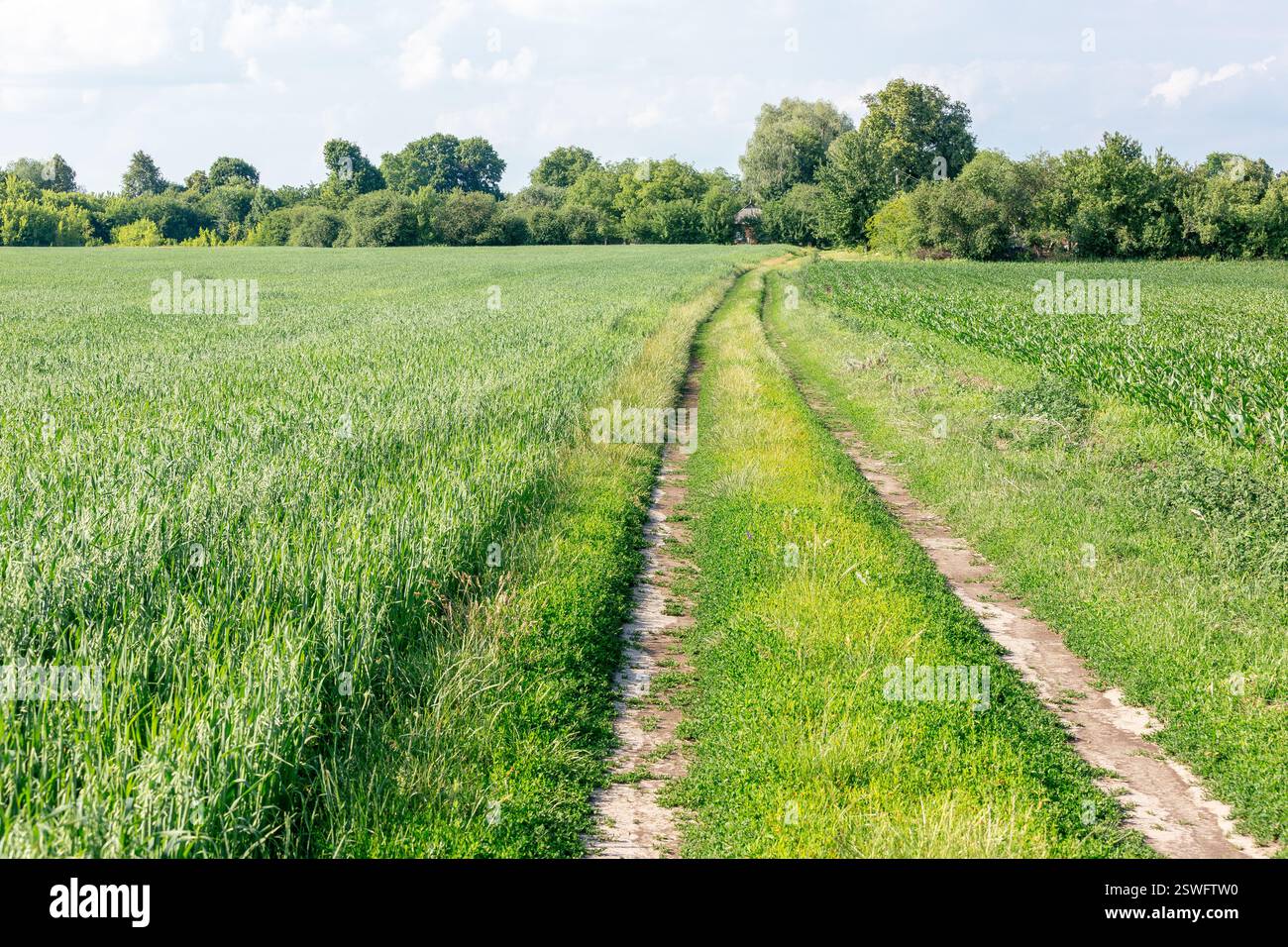 A narrow dirt road winds through vast green fields of crops, surrounded by dense trees and ...