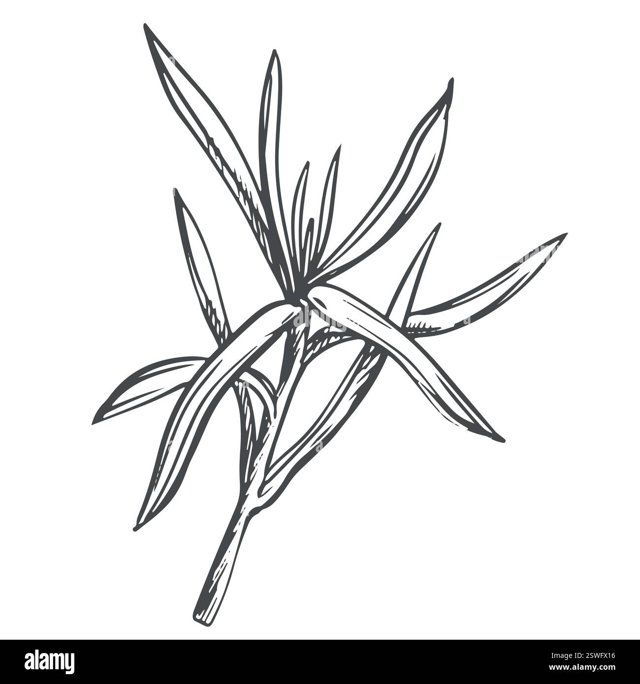Rosemary on a white background in retro style. A popular seasoning in ...