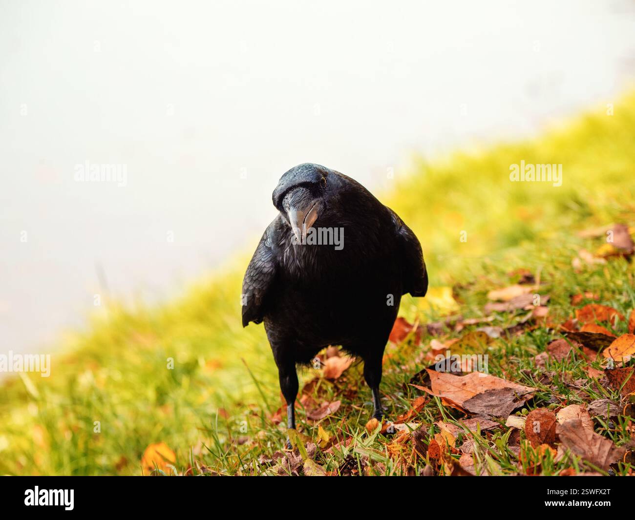 Curious big black raven posing in an autumn meadow, portrait of a black ...