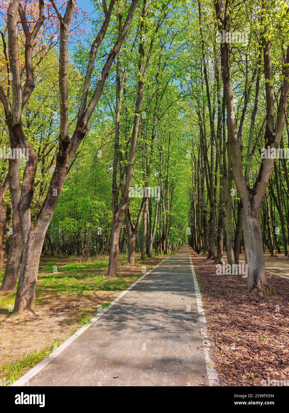 Endless journey in the forest. Shady alley in the city park, vertical ...