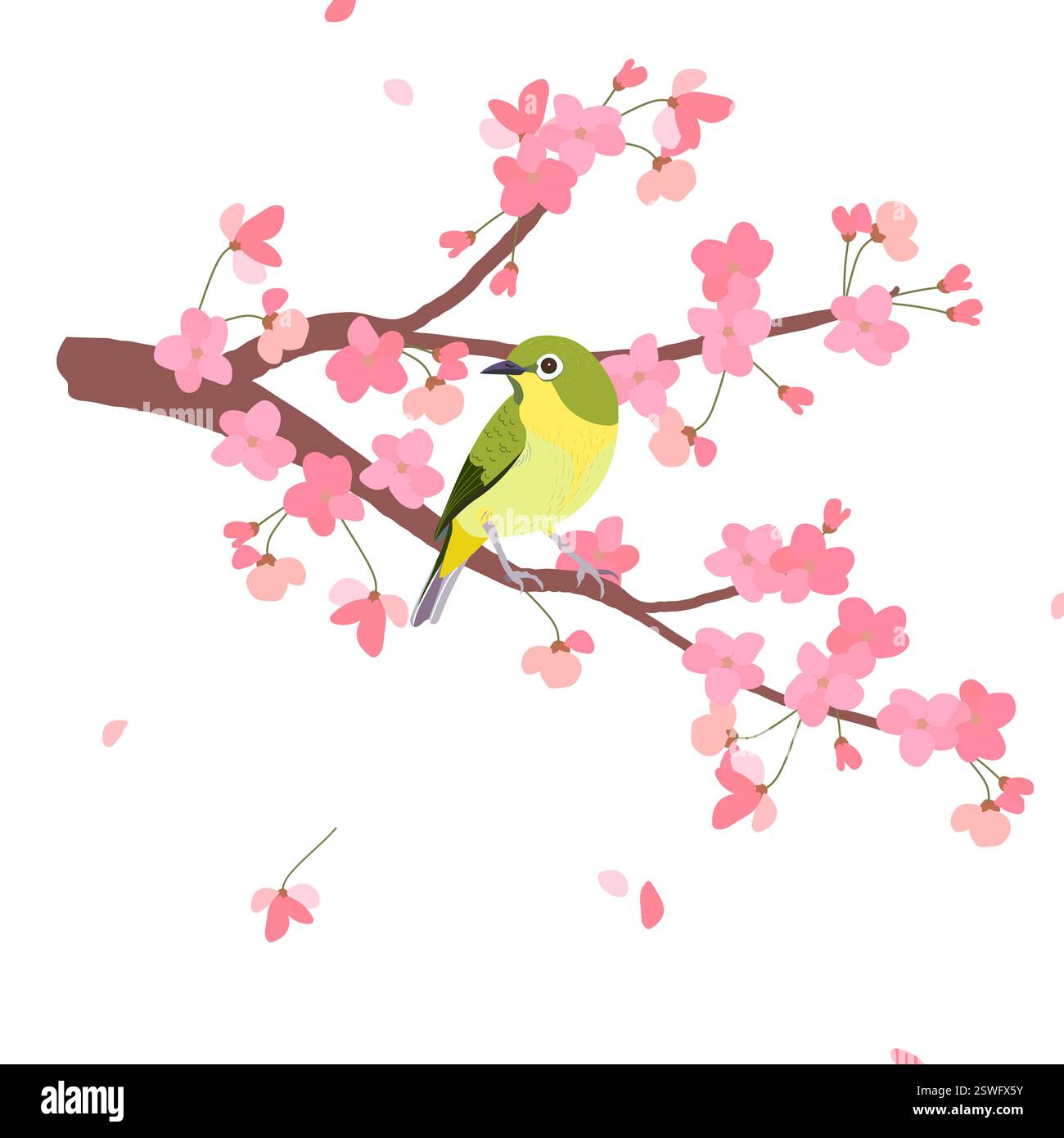 Nightingale on a branch of cherry blossoms. Symbol of the arrival of ...