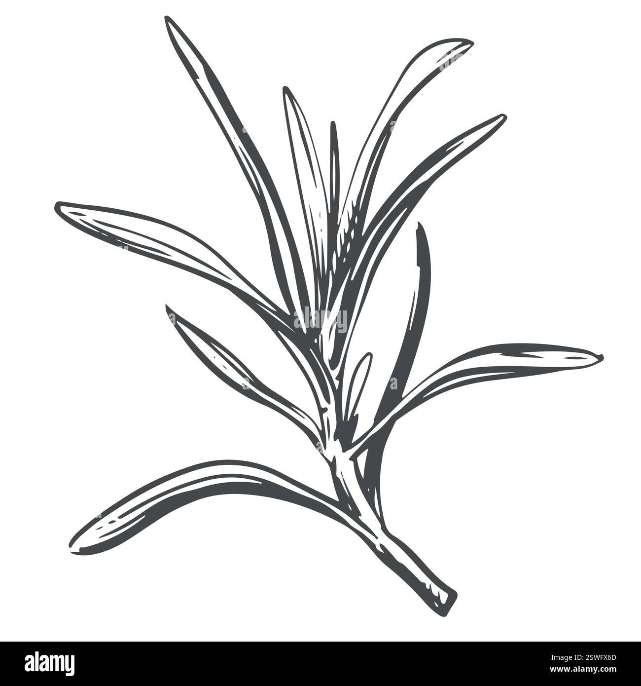 Rosemary on a white background in retro style. A popular seasoning in ...