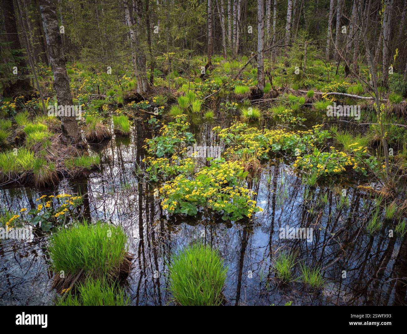 Blooming swamp in summer, deep water forest with yellow flowering ...