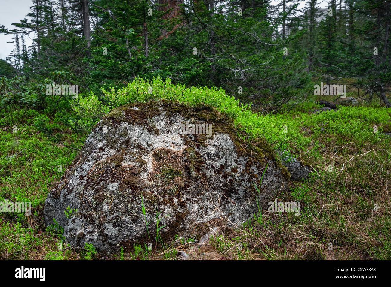 Granite boulder in the forest thicket covered with moss and bushes of ...