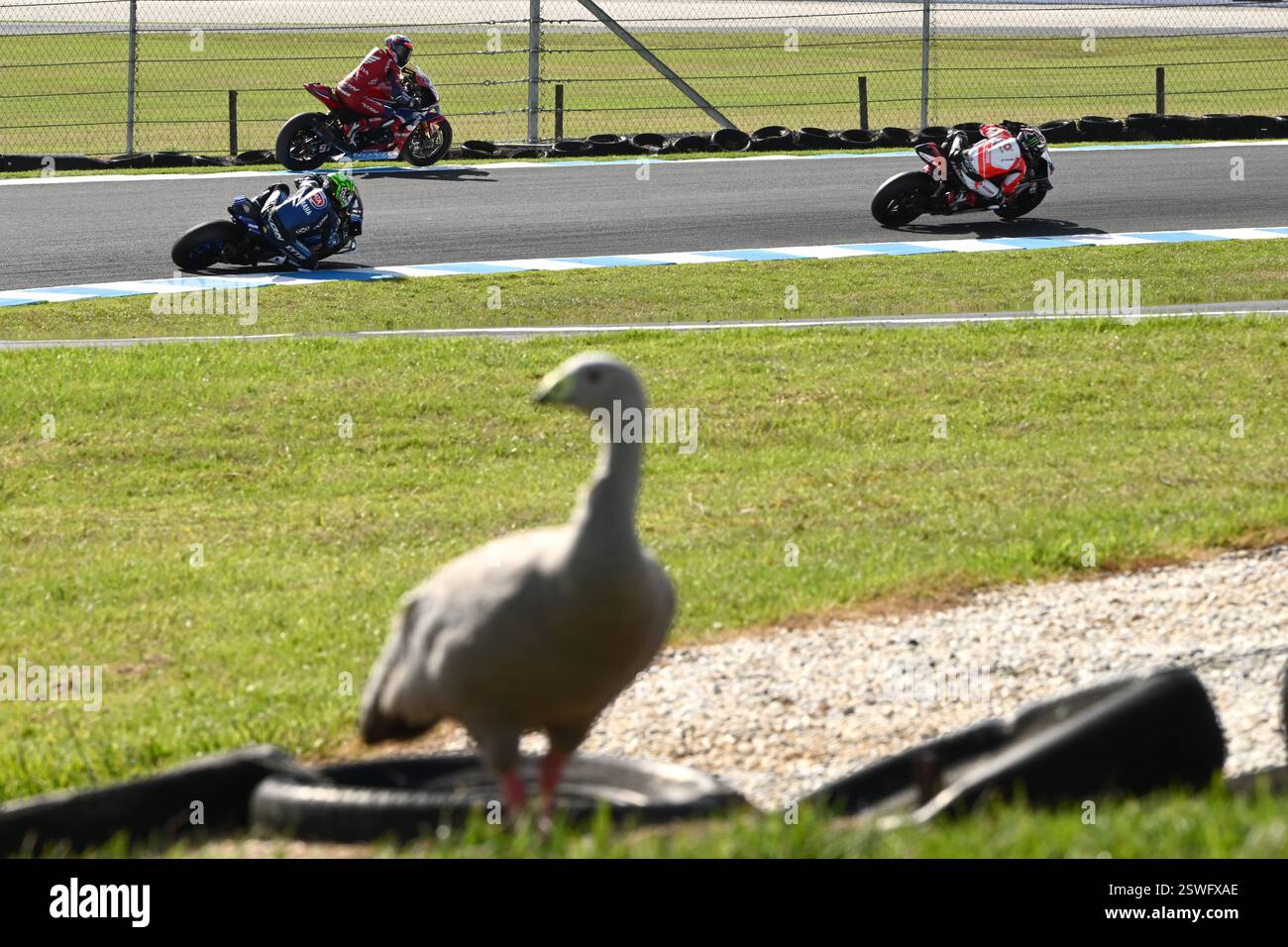 Phillip Island, Australia. 21st Feb, 2025. Riders pass geese during ...