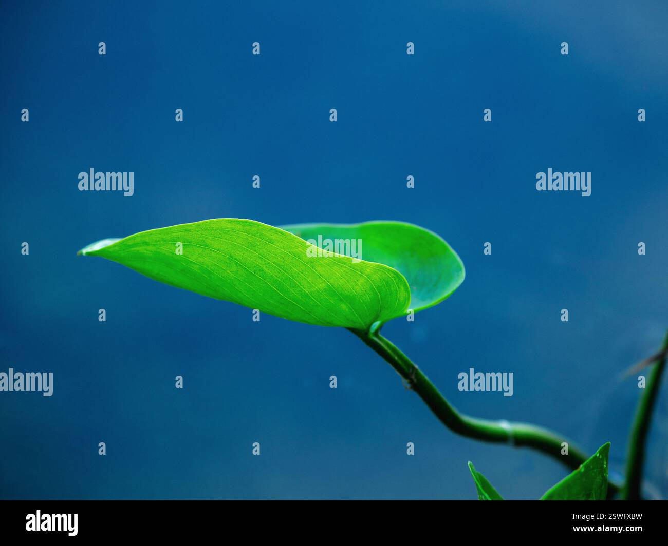 Bright green leaf above the surface of the blue water. Natural green background Stock Photo - Alamy